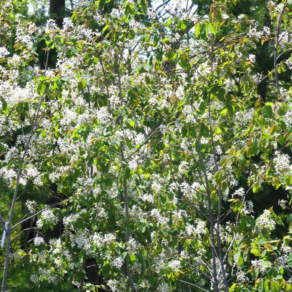 Amelanchier canadensis - Multiplants