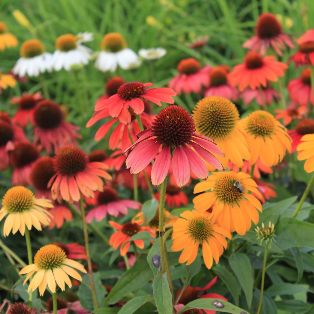 Echinacea Cheyenne Spirit - Multiplants