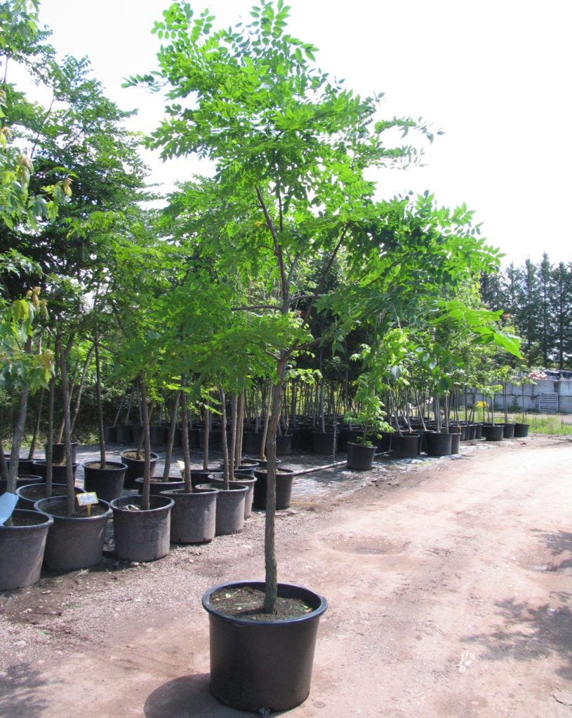 Gymnocladus dioicus - Multiplants