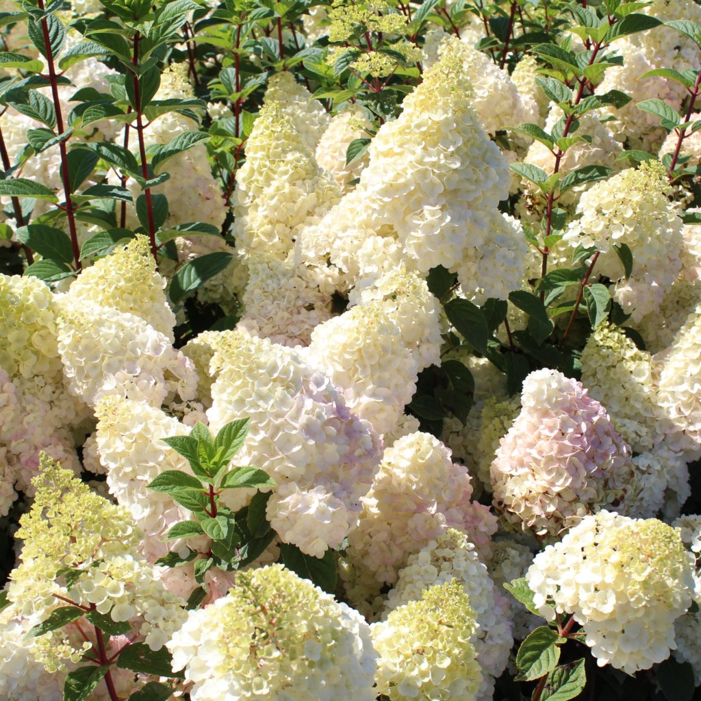 Hydrangea paniculata Bobo - Multiplants
