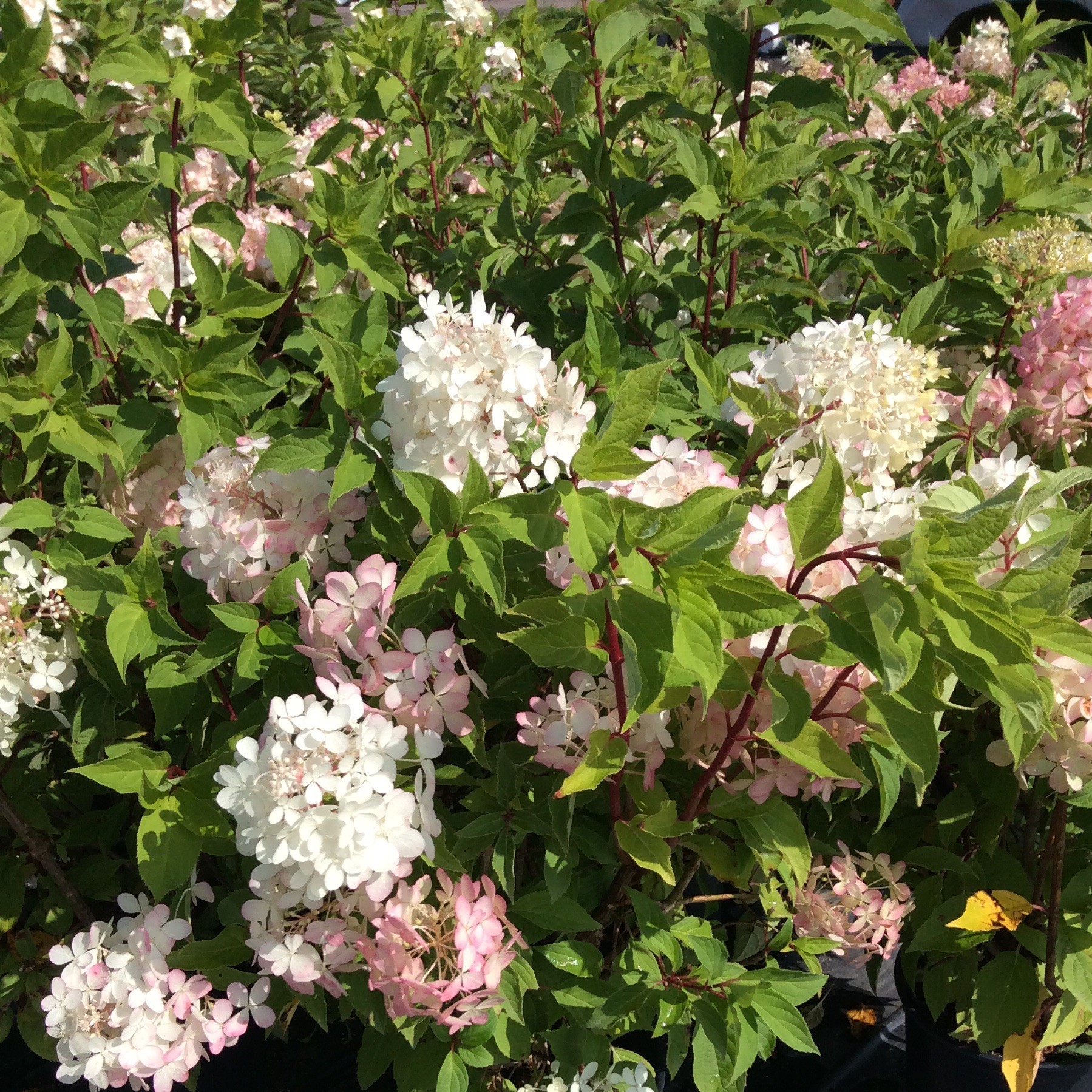 Hydrangea paniculata Phantom - Multiplants