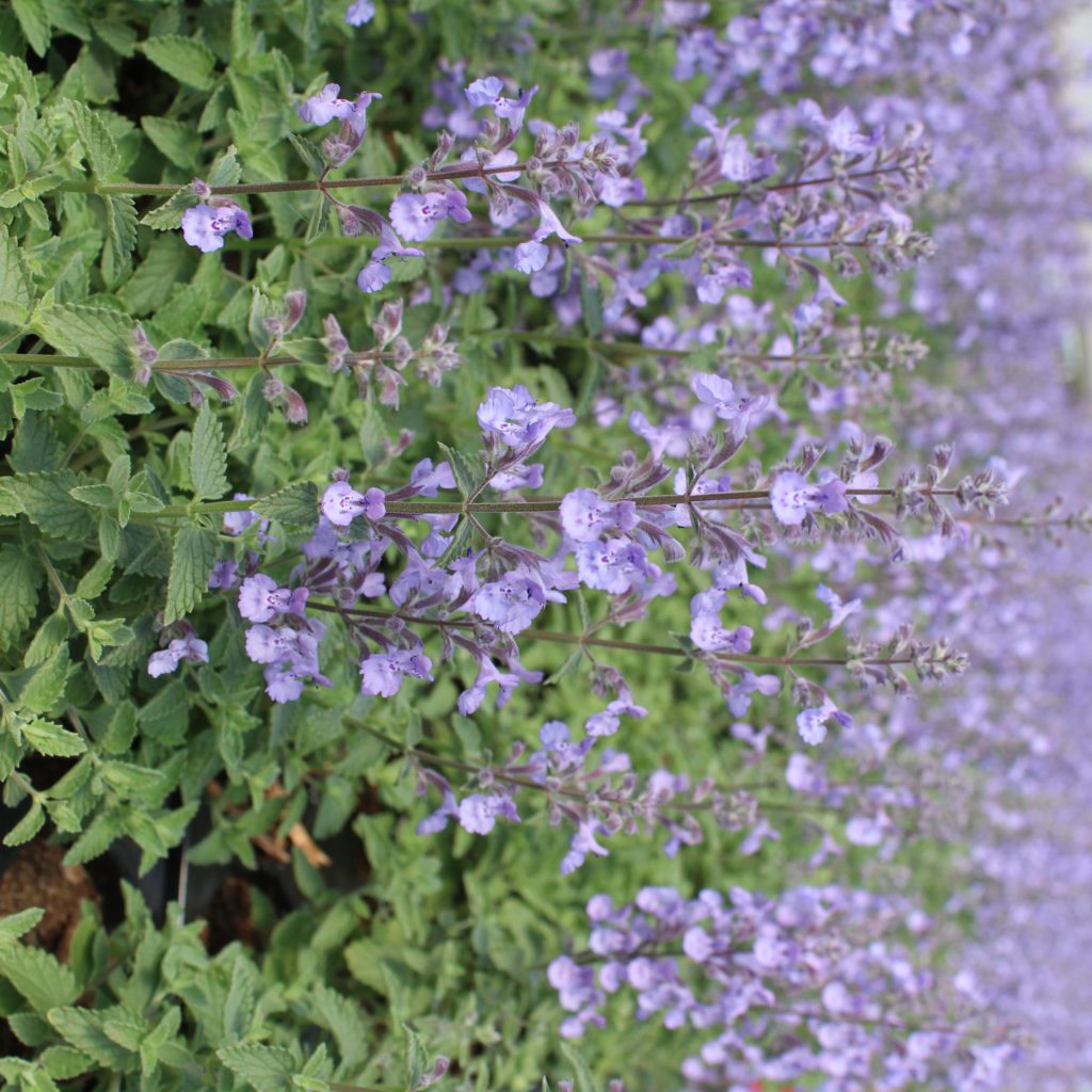 Nepeta faassenii Junior Walker - Multiplants