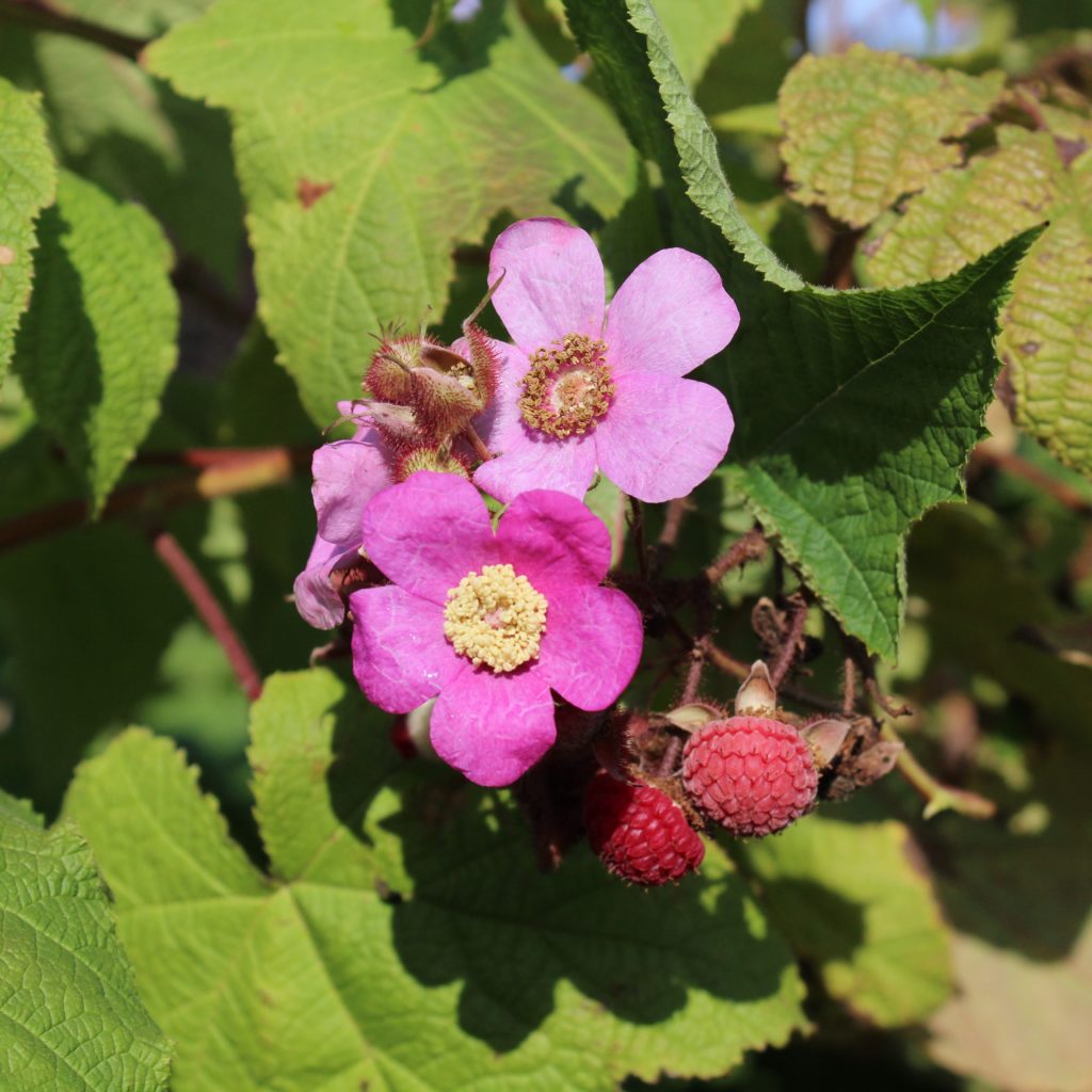 Rubus odoratus - Multiplants