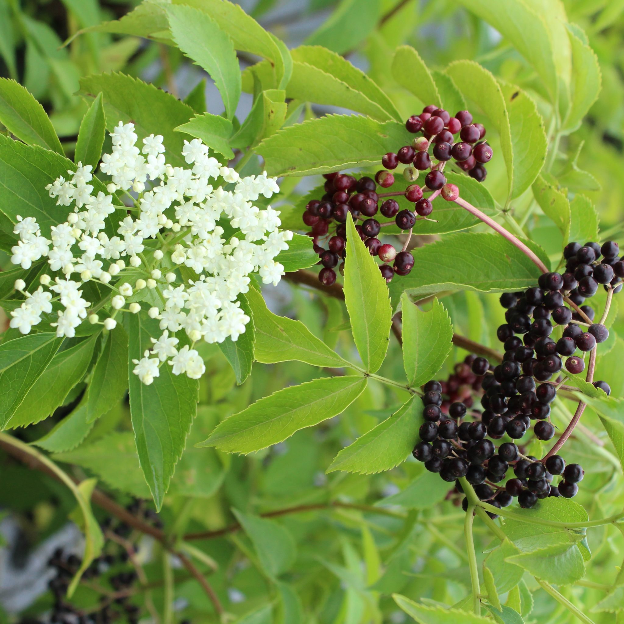 Sambucus canadensis - Multiplants
