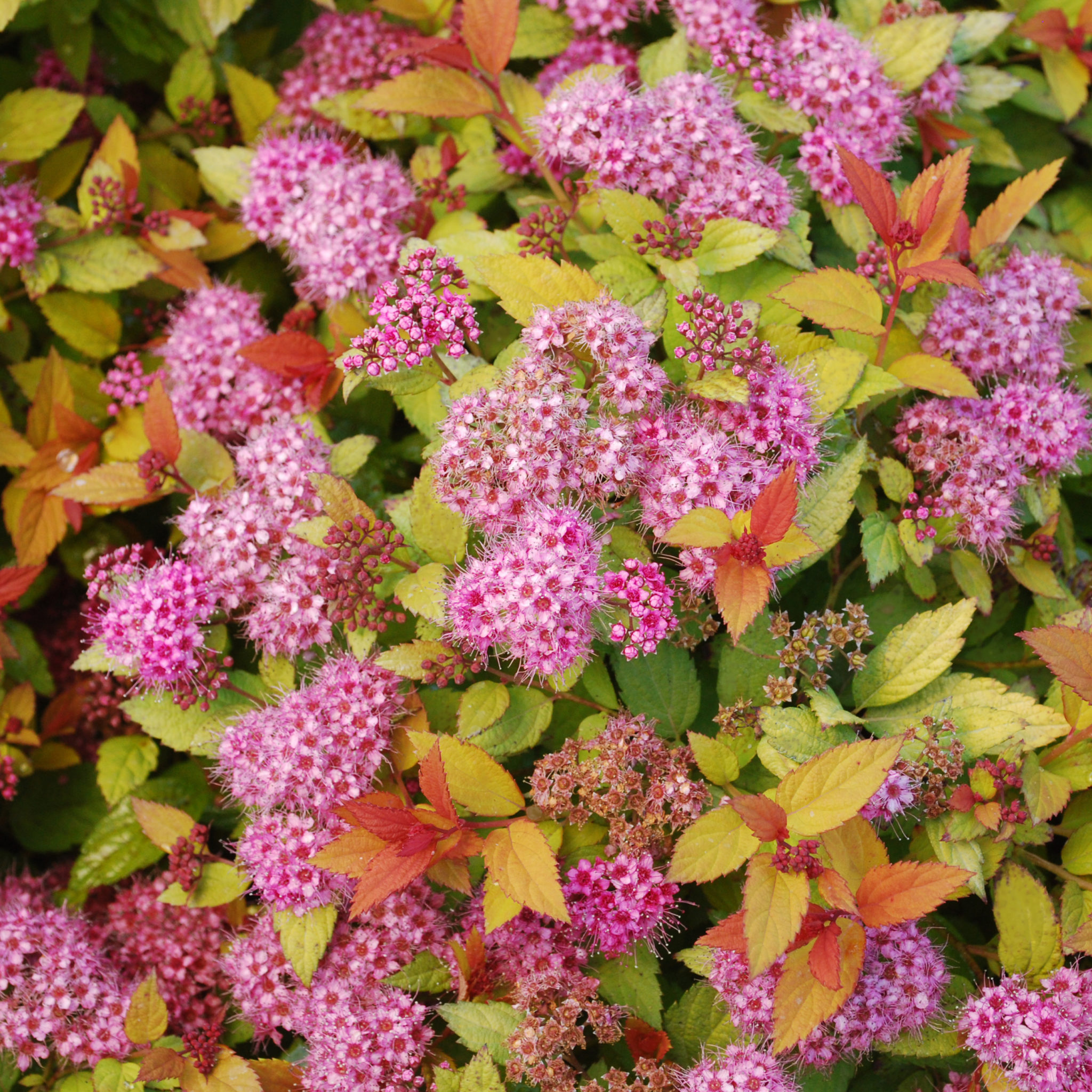 Spiraea japonica Magic Carpet – Multiplants