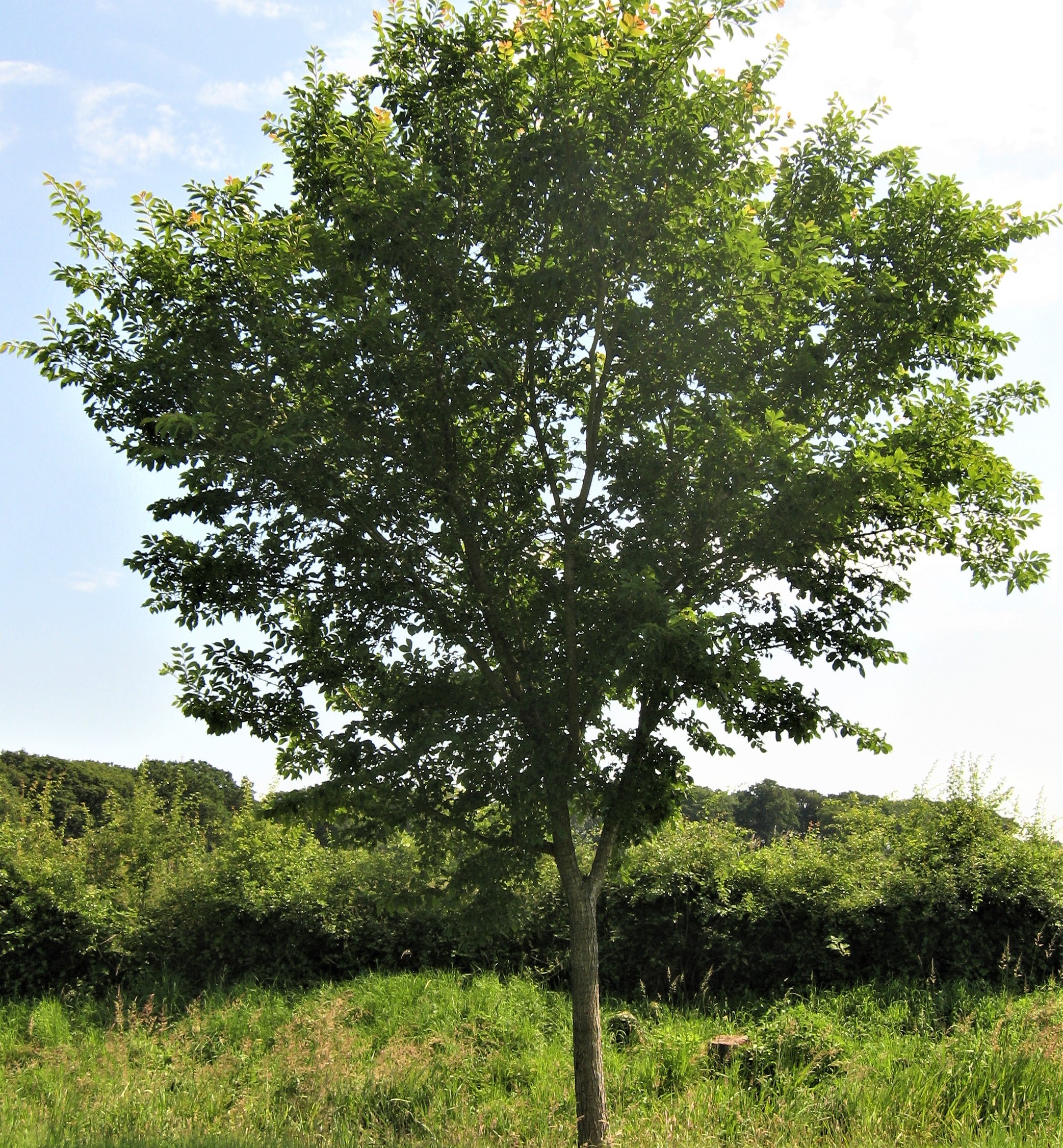 Ulmus Accolade - Multiplants