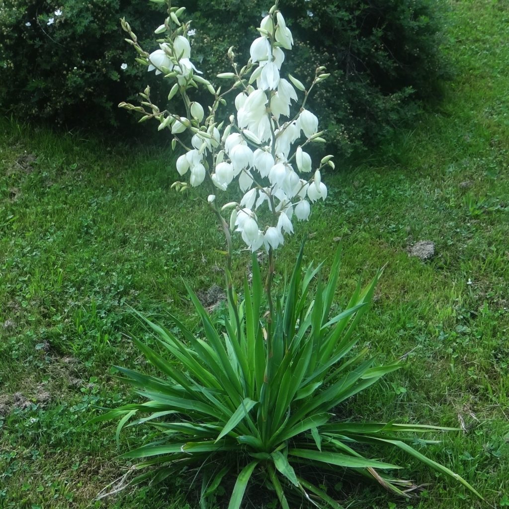 Yucca filamentosa - Multiplants