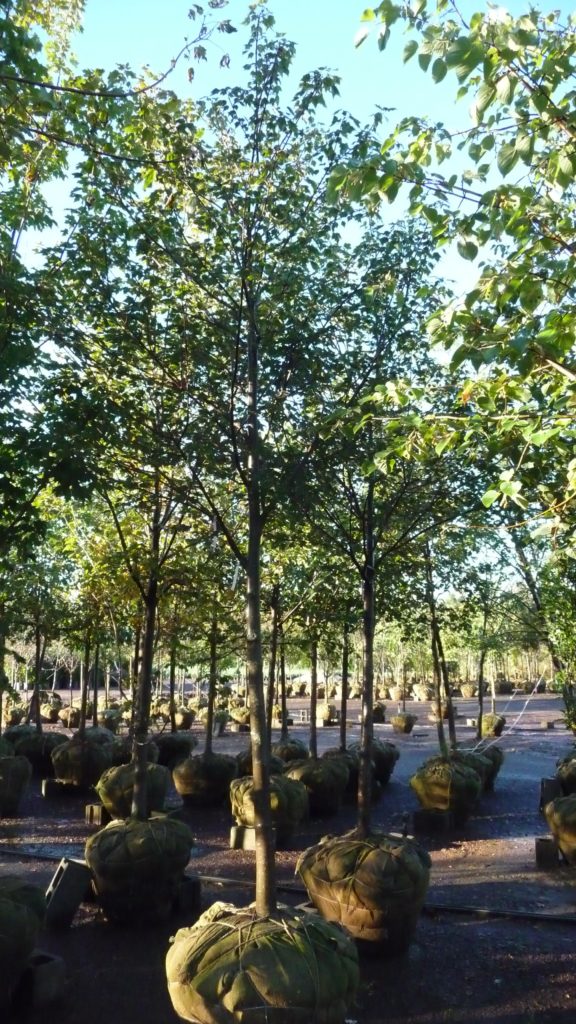 Acer rubrum 'Northwood' - Multiplants