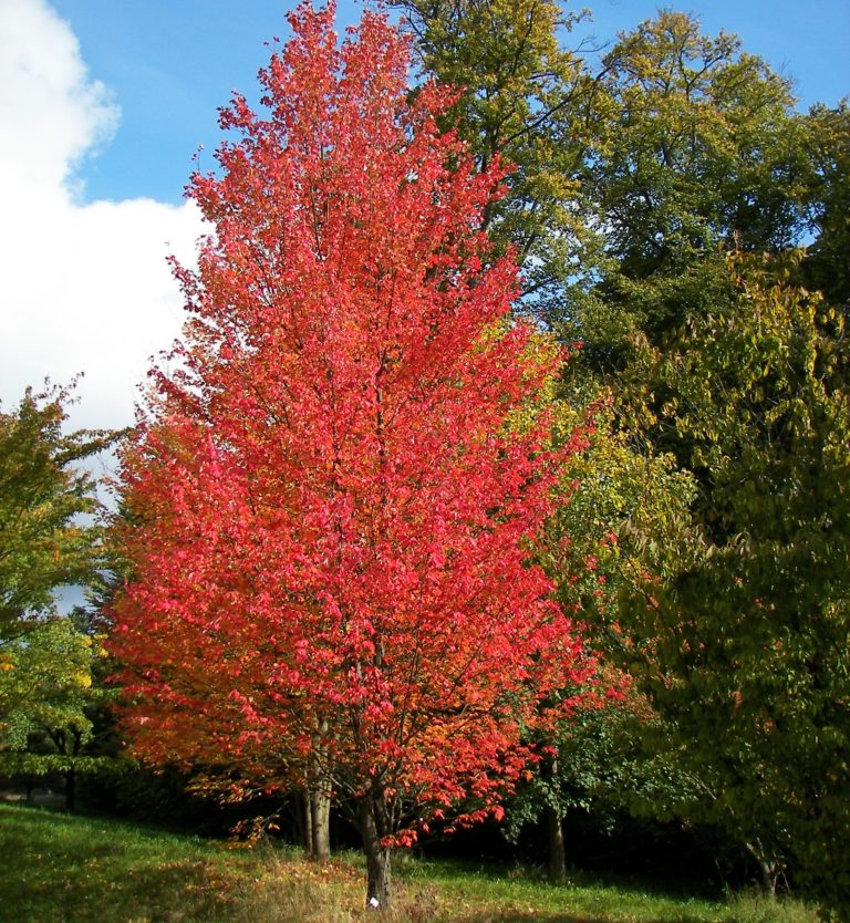 Acer rubrum - Multiplants