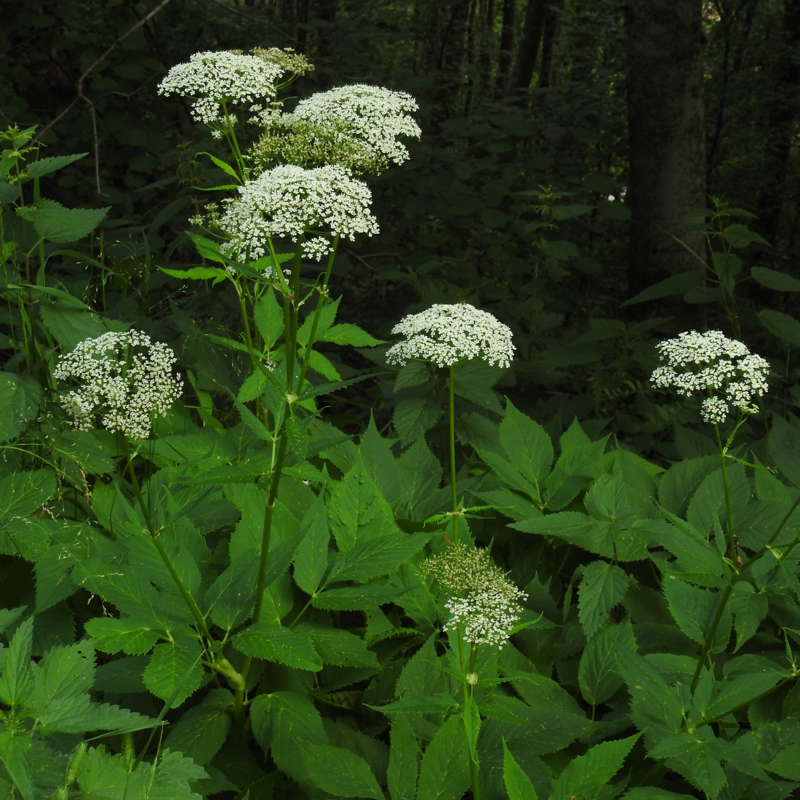 Aegopodium podagraria - Multiplants