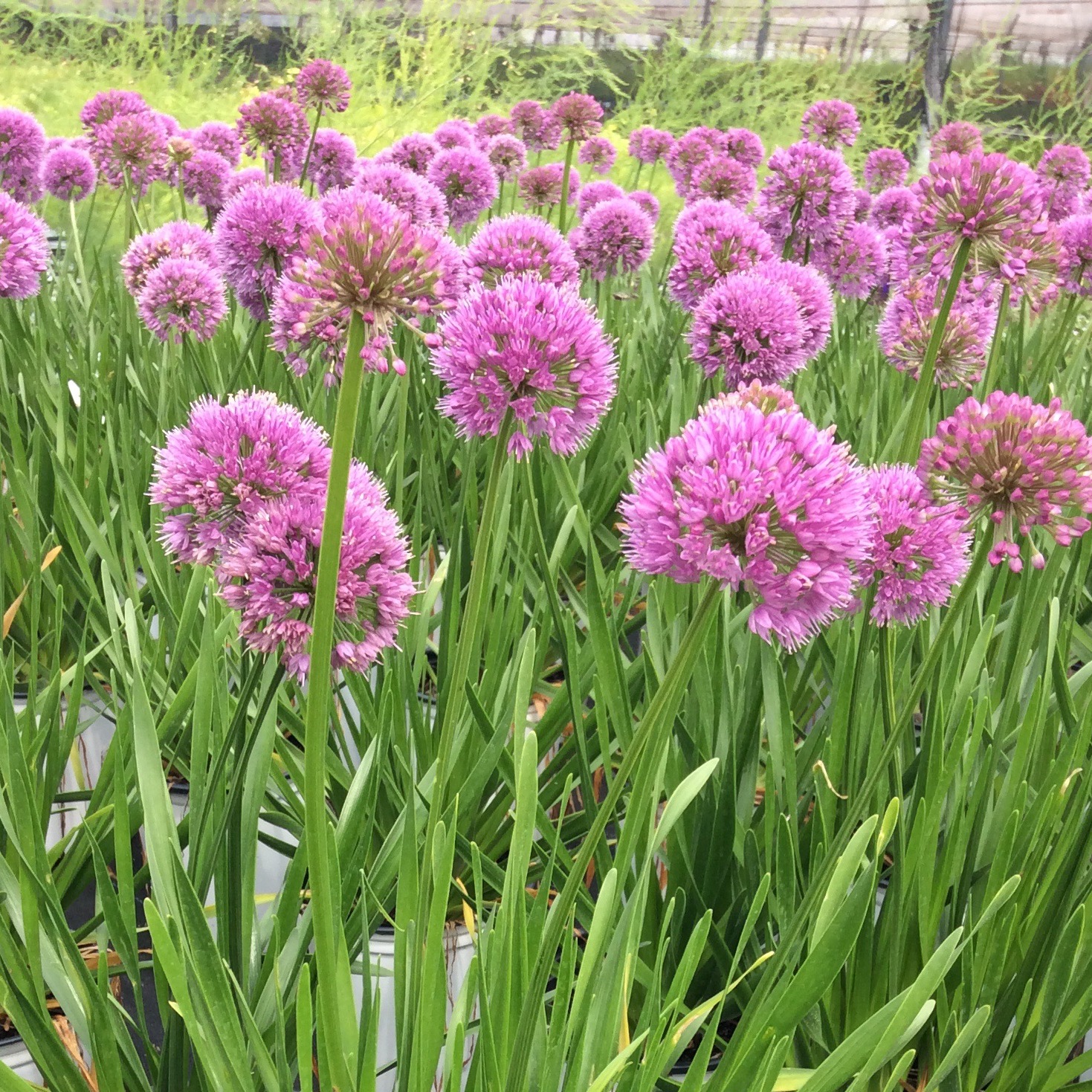 Allium 'Millennium' - Multiplants