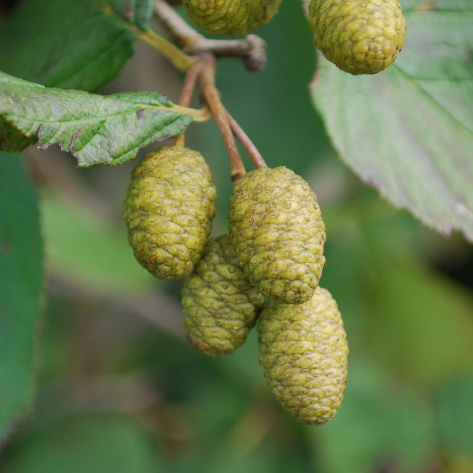 Alnus crispa - Multiplants