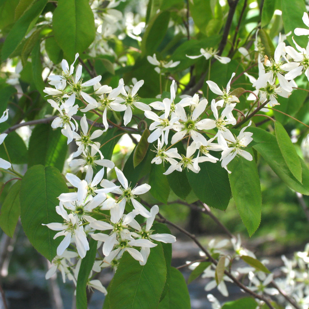 Amelanchier canadensis - Multiplants