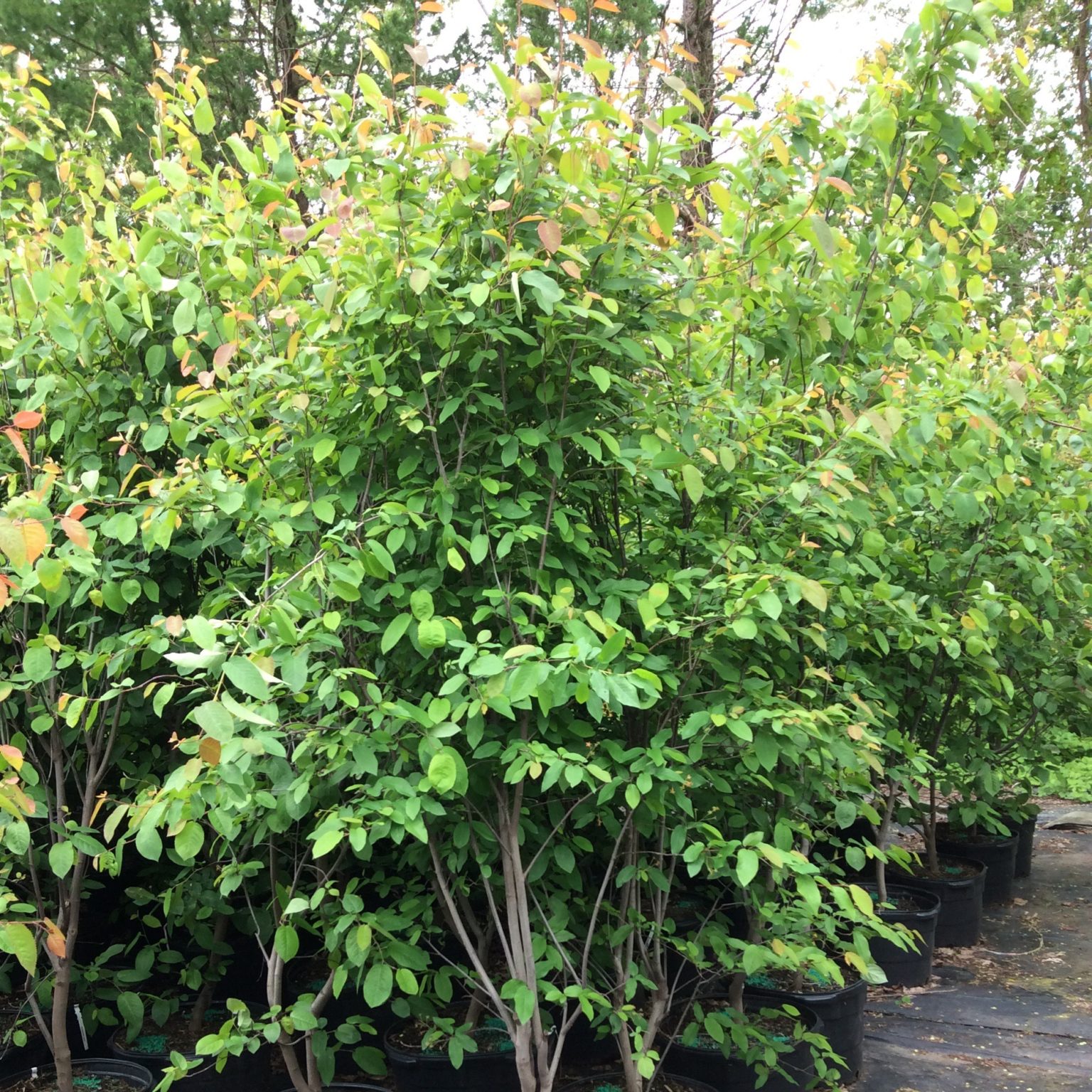 Amelanchier laevis - Multiplants