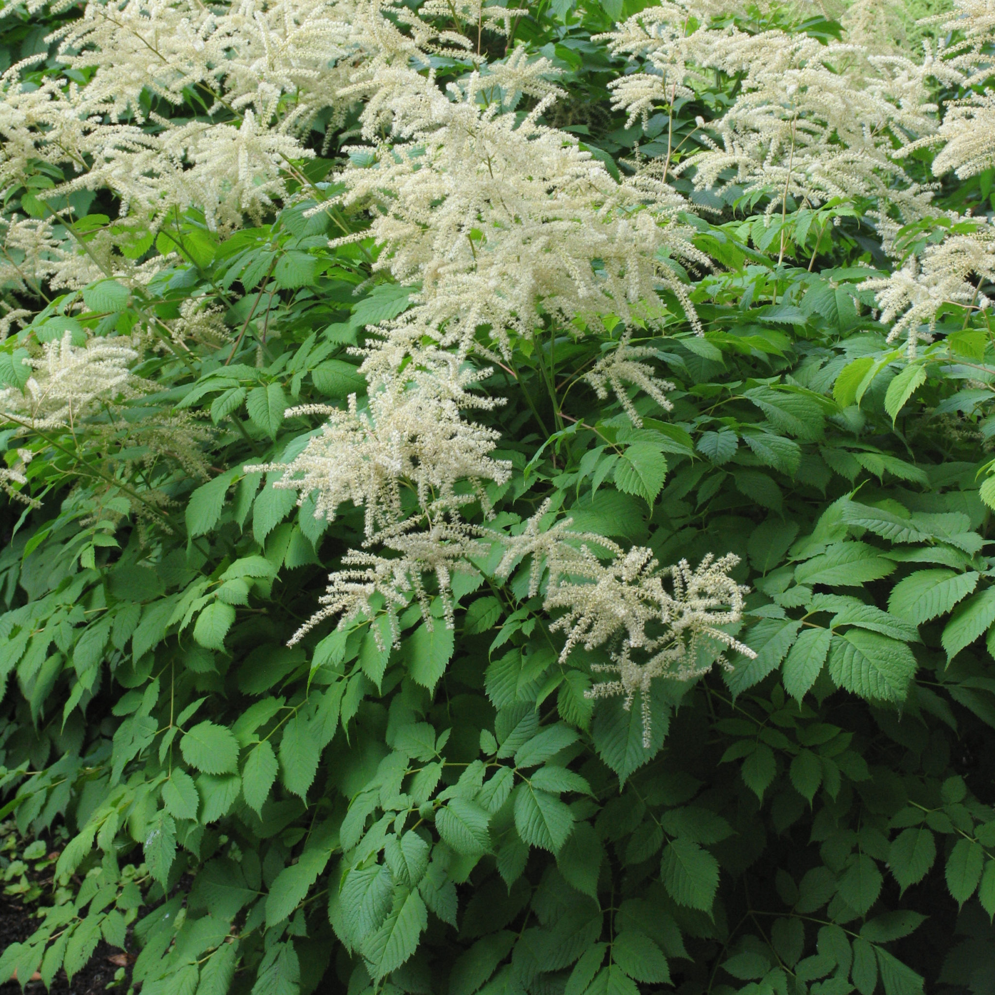 Aruncus Dioicus Multiplants