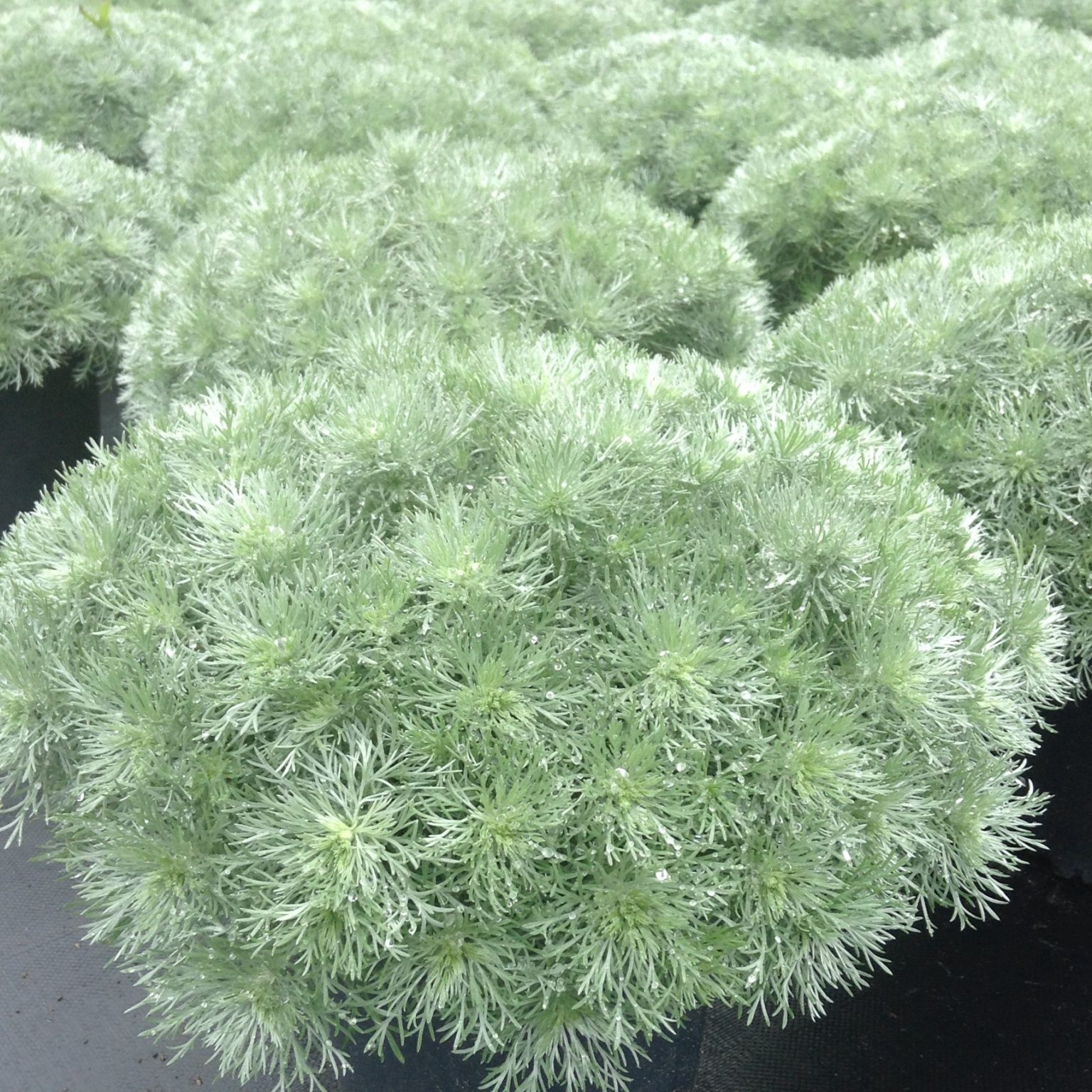 Artemisia schmidtiana 'Silver Mound' - Multiplants