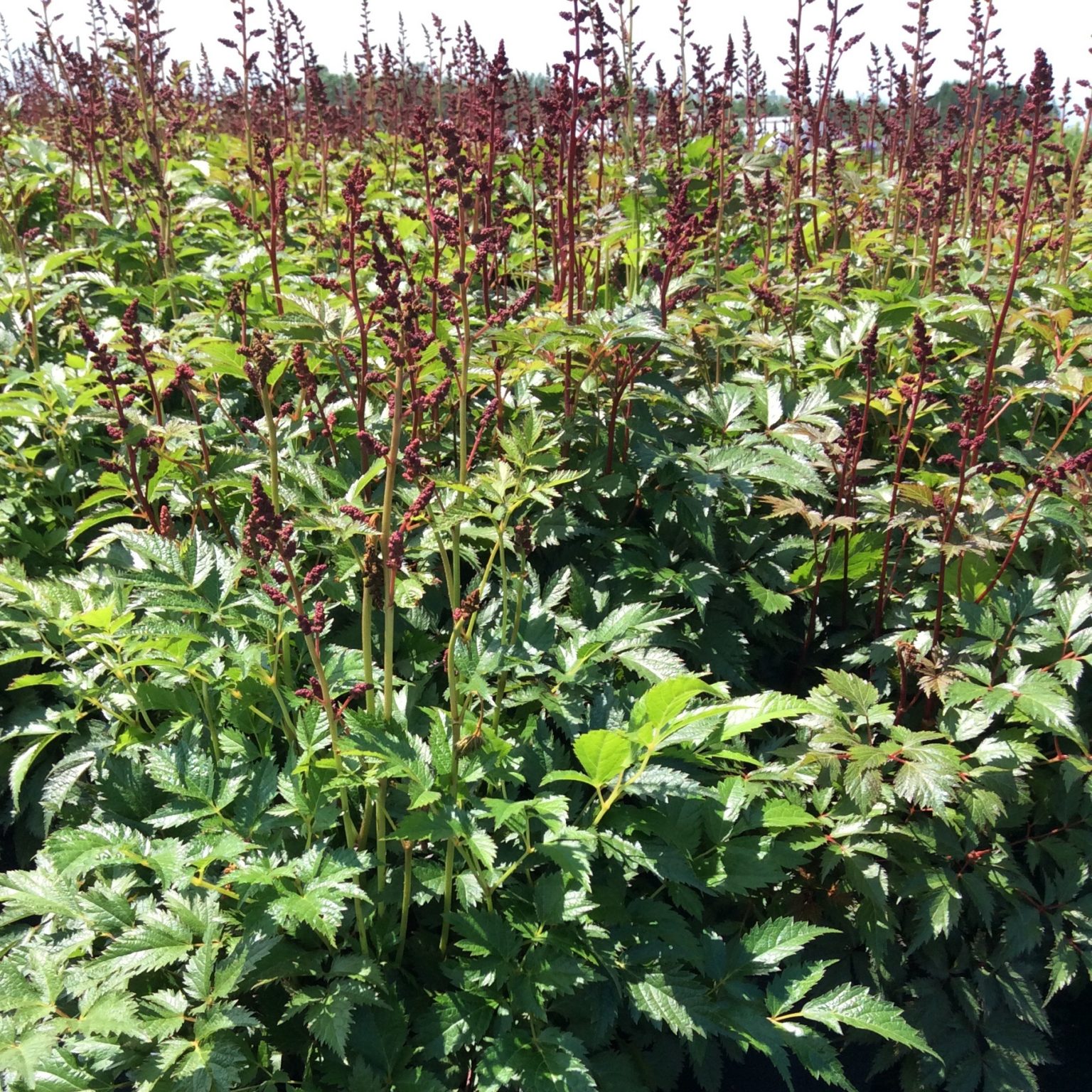 Astilbe arendsii 'Burgundy Red' - Multiplants