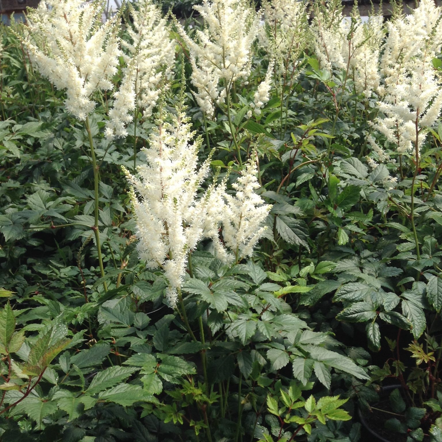 Astilbe arendsii 'Diamond' - Multiplants