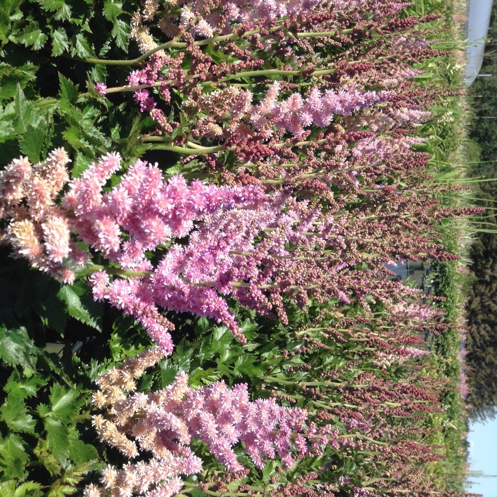 Astilbe chinensis ‘Little Visions in Purple’ – Multiplants