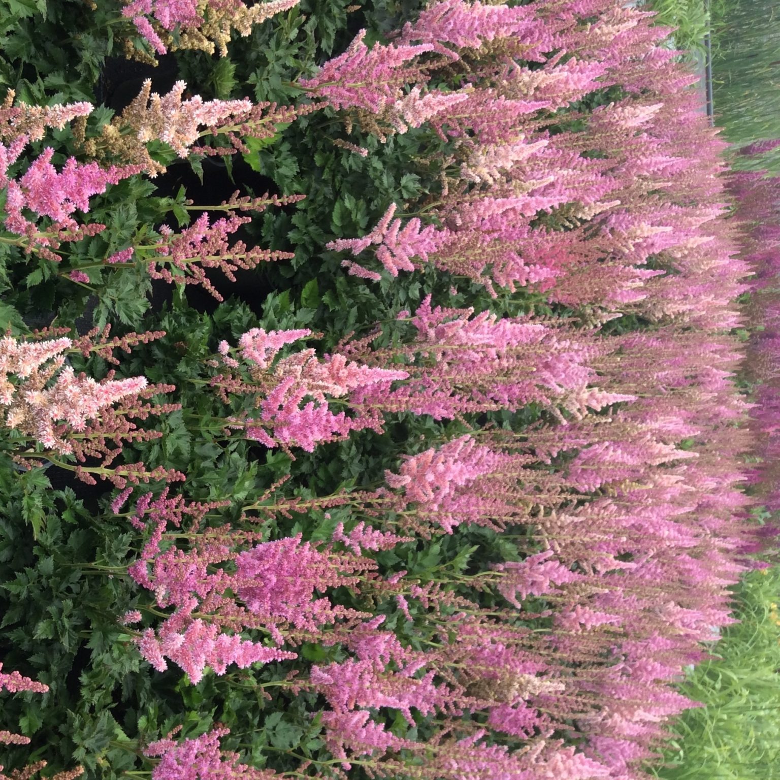 Astilbe chinensis ‘Little Visions in Pink’ – Multiplants