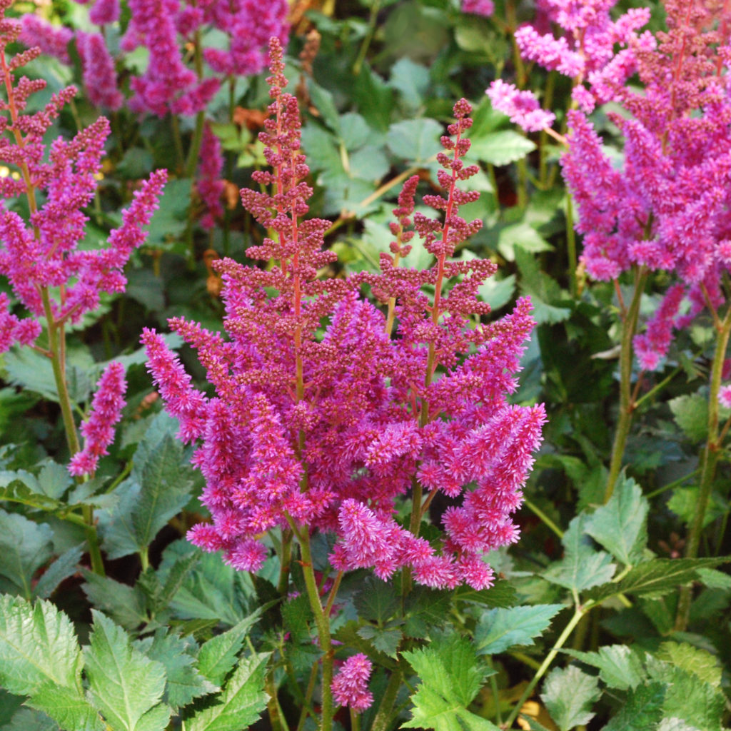 Astilbe chinensis 'Visions' - Multiplants