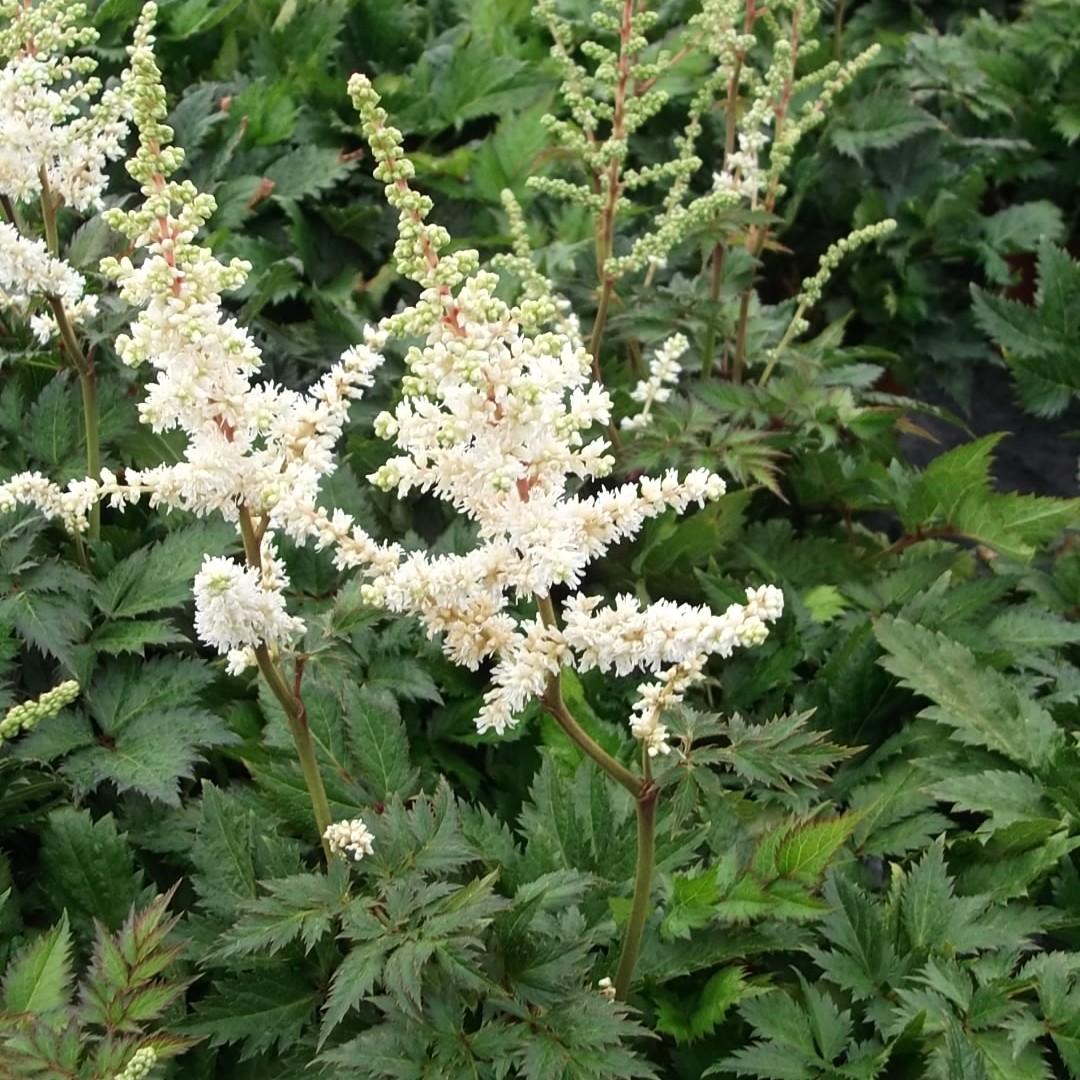 Astilbe chinensis 'Visions in White' - Multiplants