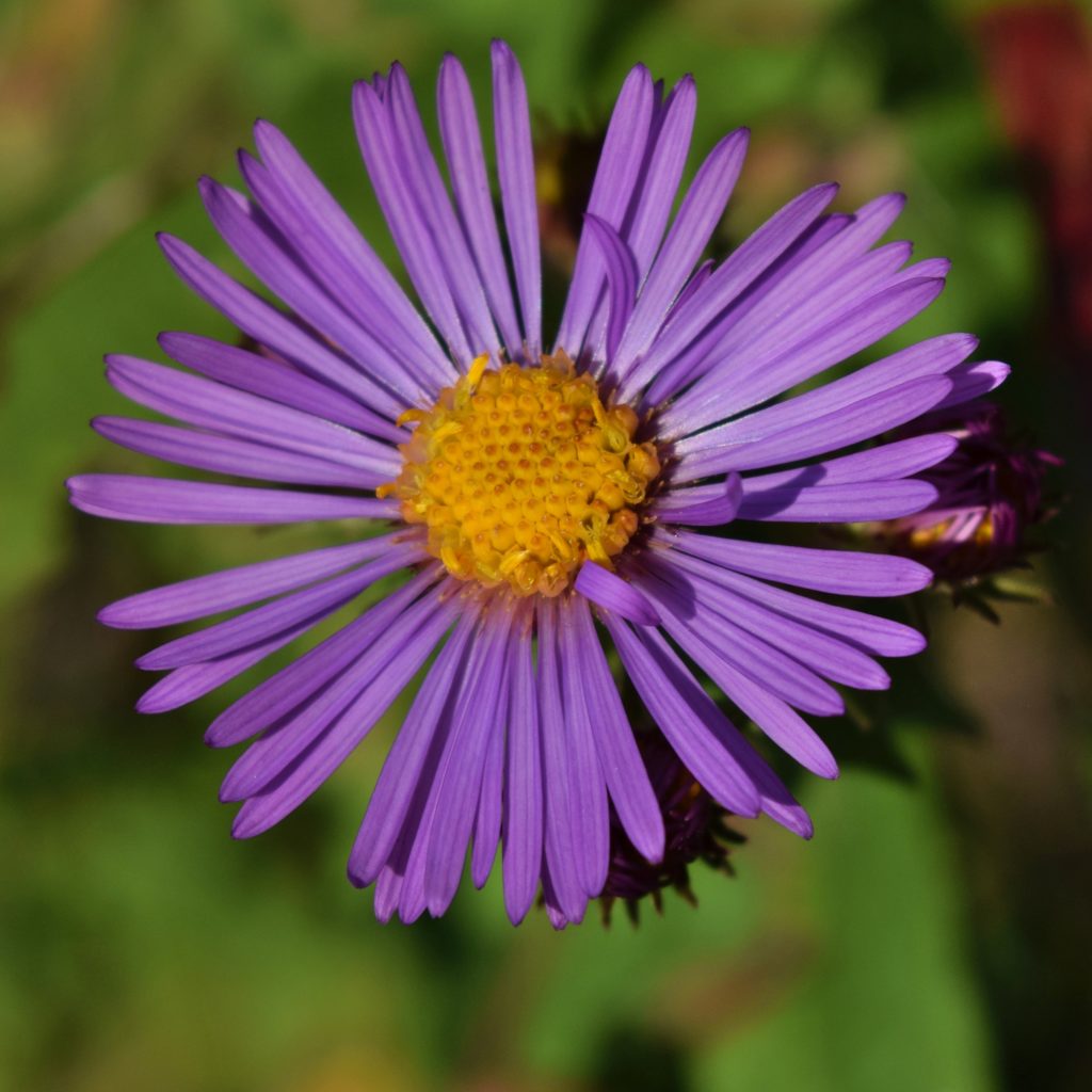 Aster novae-angliae - Multiplants