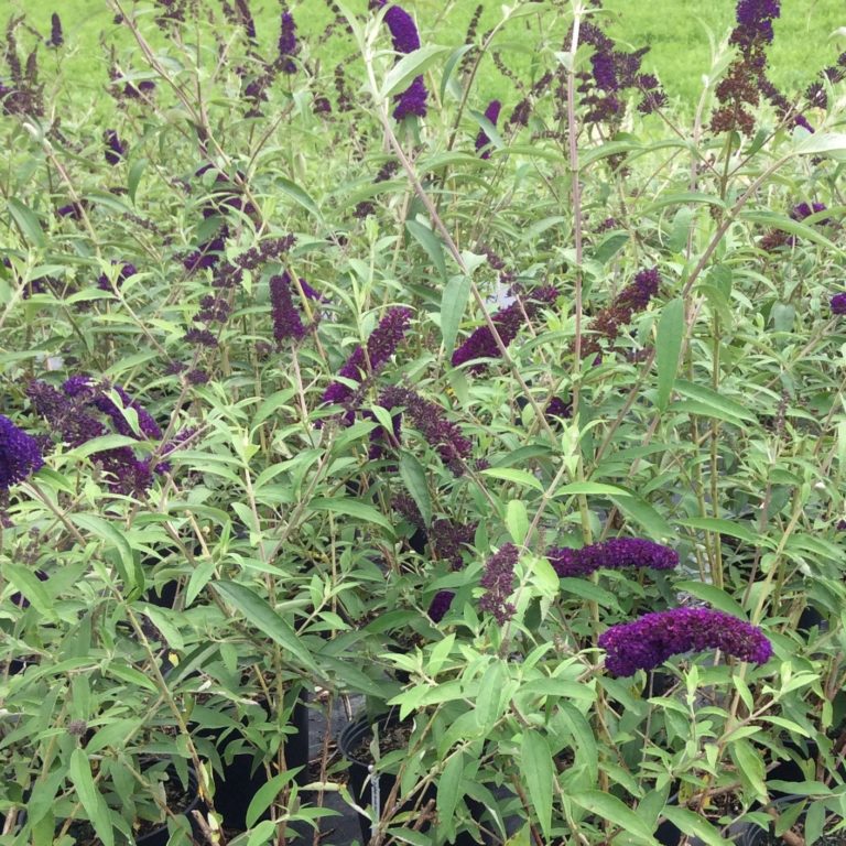 Buddleja davidii 'Black Knight' - Multiplants