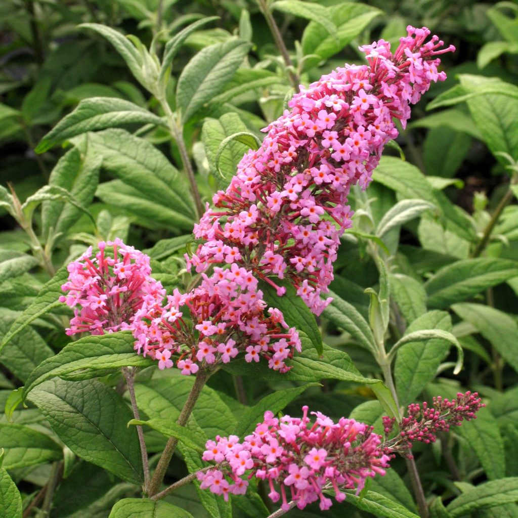 Buddleja davidii 'Pink Delight' - Multiplants