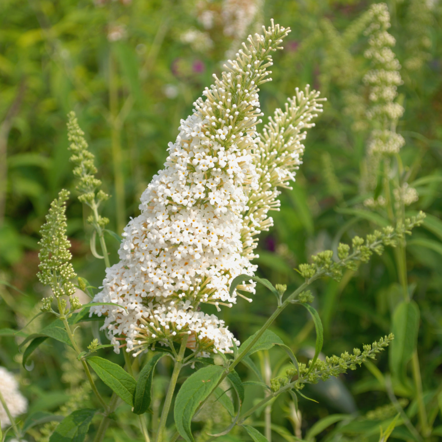 Buddleja davidii 'White Profusion' - Multiplants
