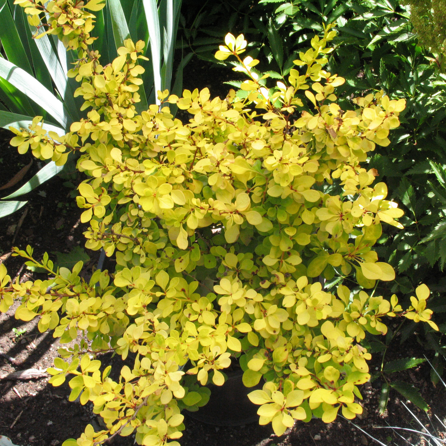 Berberis thunbergii 'Aurea Nana' - Multiplants