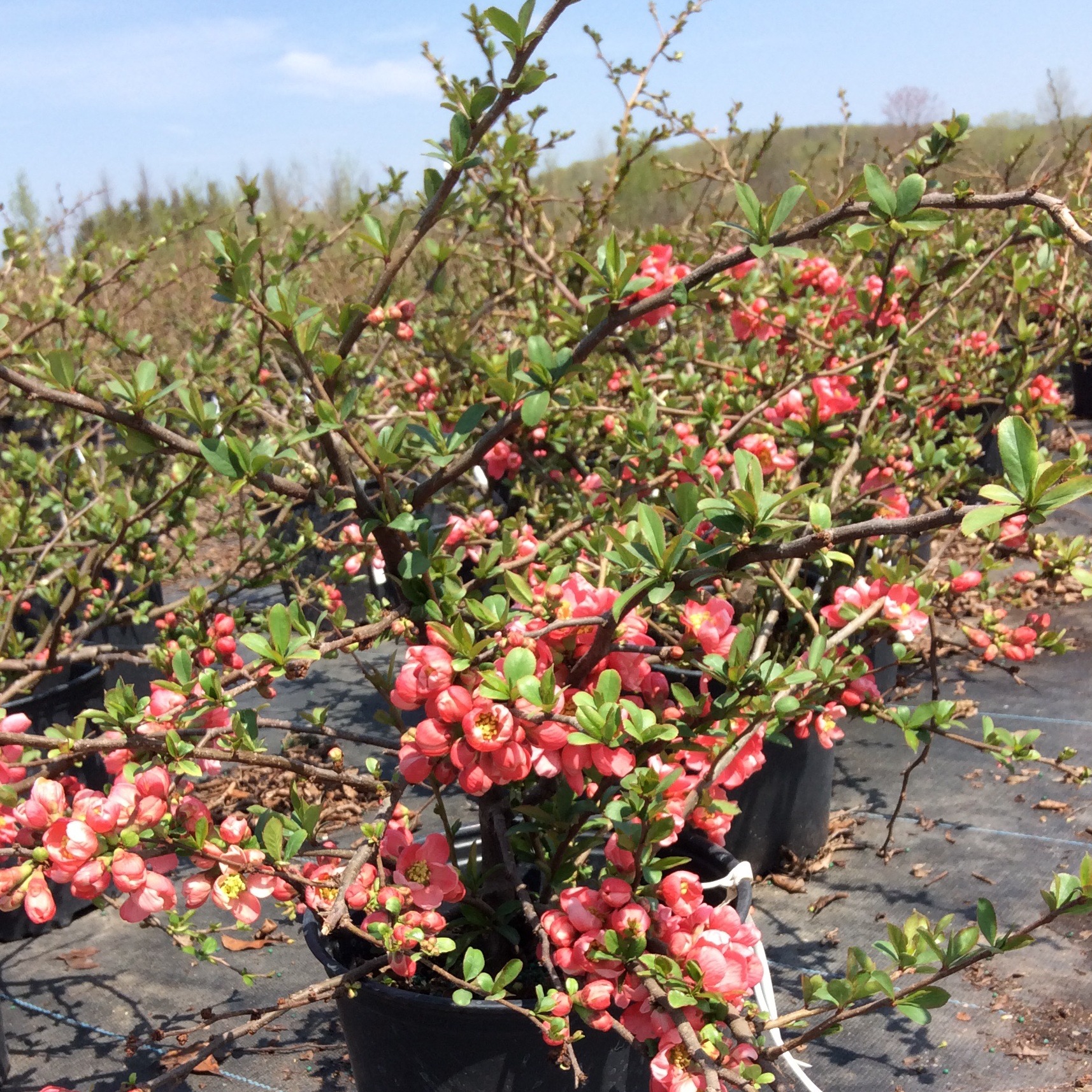 Chaenomeles speciosa 'Geisha Girl' - Multiplants