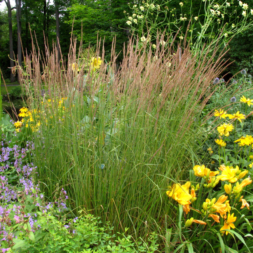 Calamagrostis acutiflora 'Karl Foerster' - Multiplants
