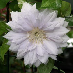 Clematis 'Toki' - Multiplants