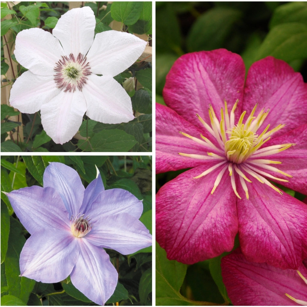 Clematis 'Toki' - Multiplants