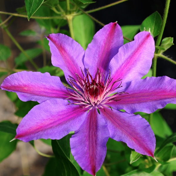Clematis ‘Starry Night’ – Multiplants