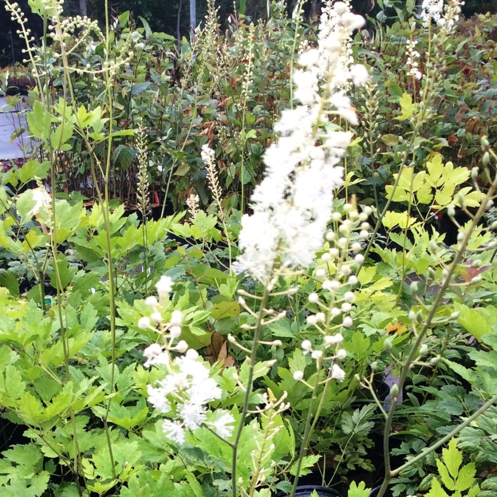 Cimicifuga racemosa – Multiplants