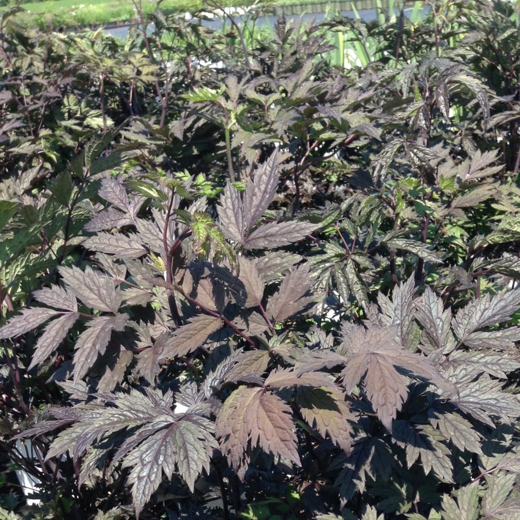 Cimicifuga ramosa 'Brunette' - Multiplants