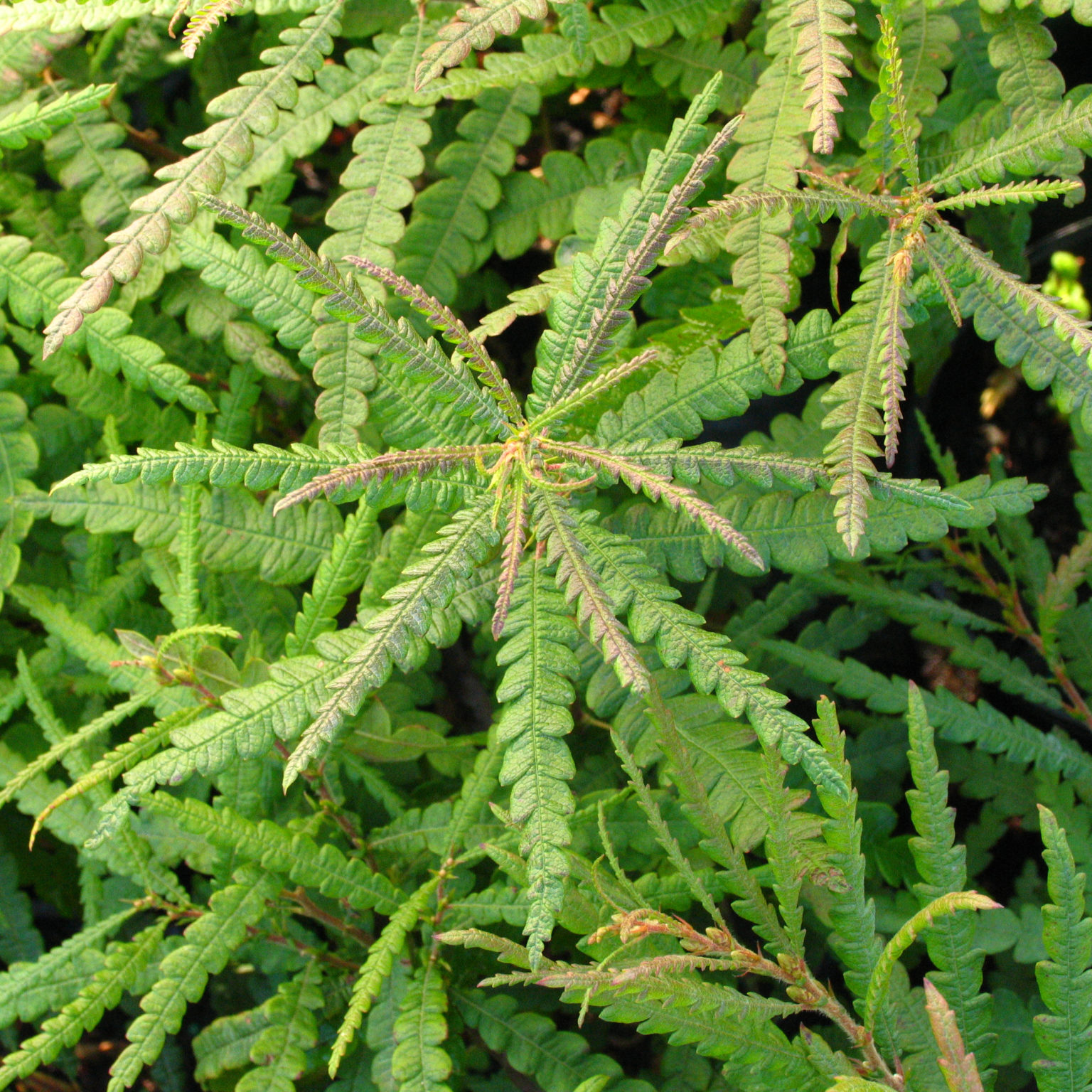 Comptonia peregrina - Multiplants