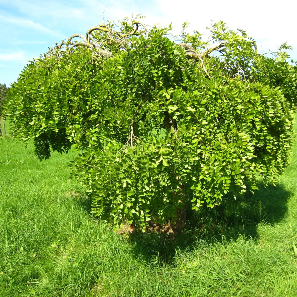 Caragana arborescens 'Pendula' - Multiplants