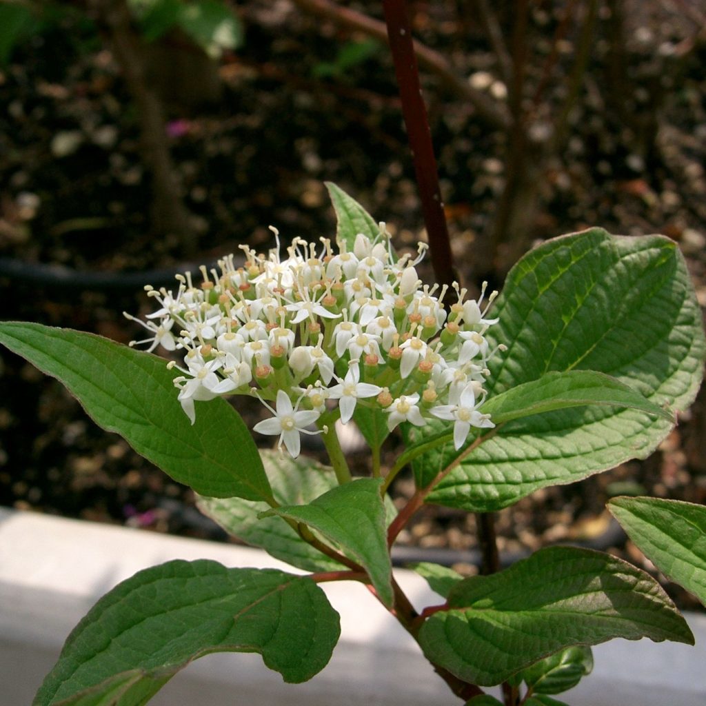 Cornus alba sibirica - Multiplants