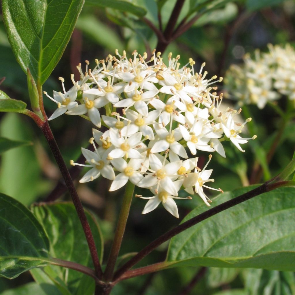 Cornus stolonifera - Multiplants