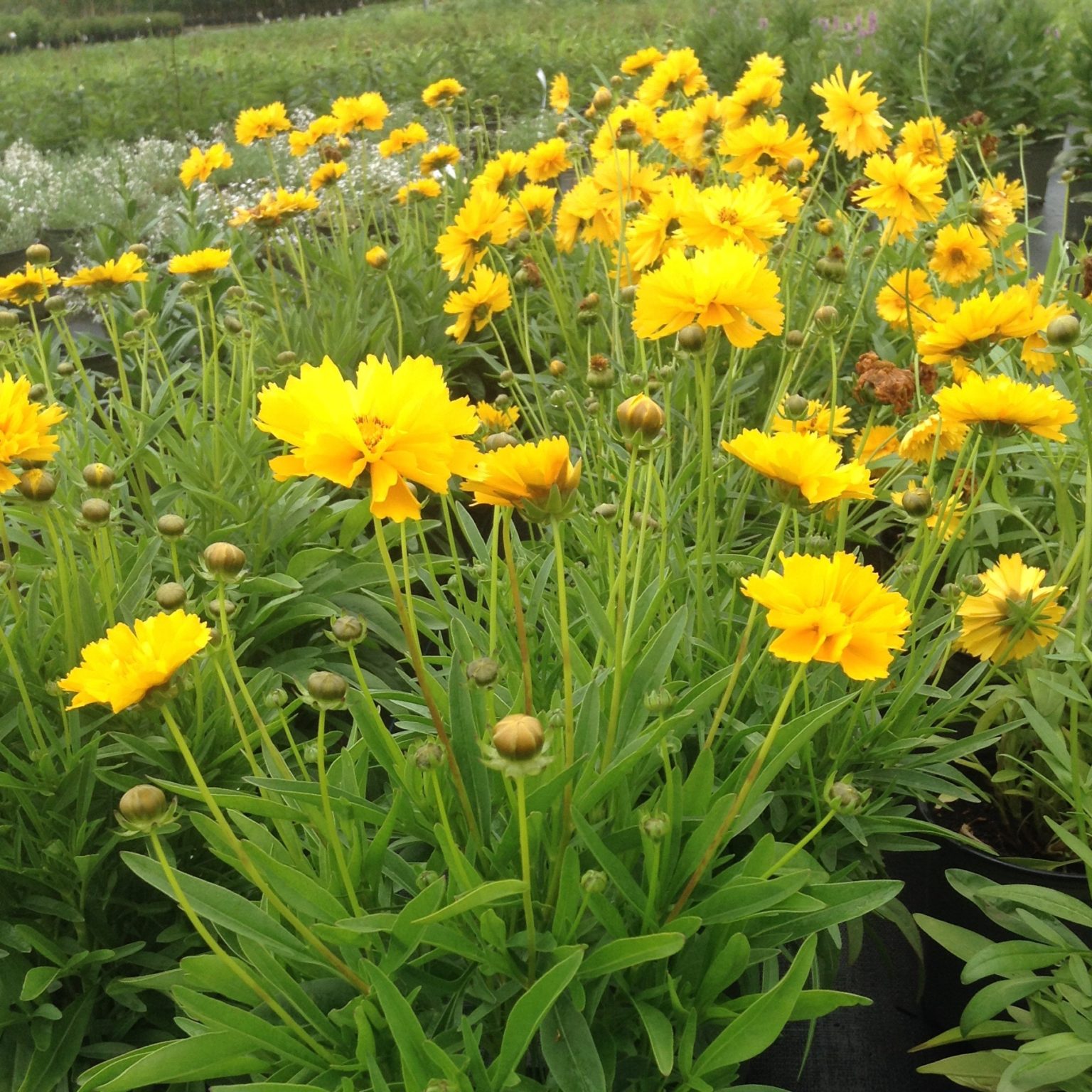 Coreopsis grandiflora 'Santa Fe' - Multiplants