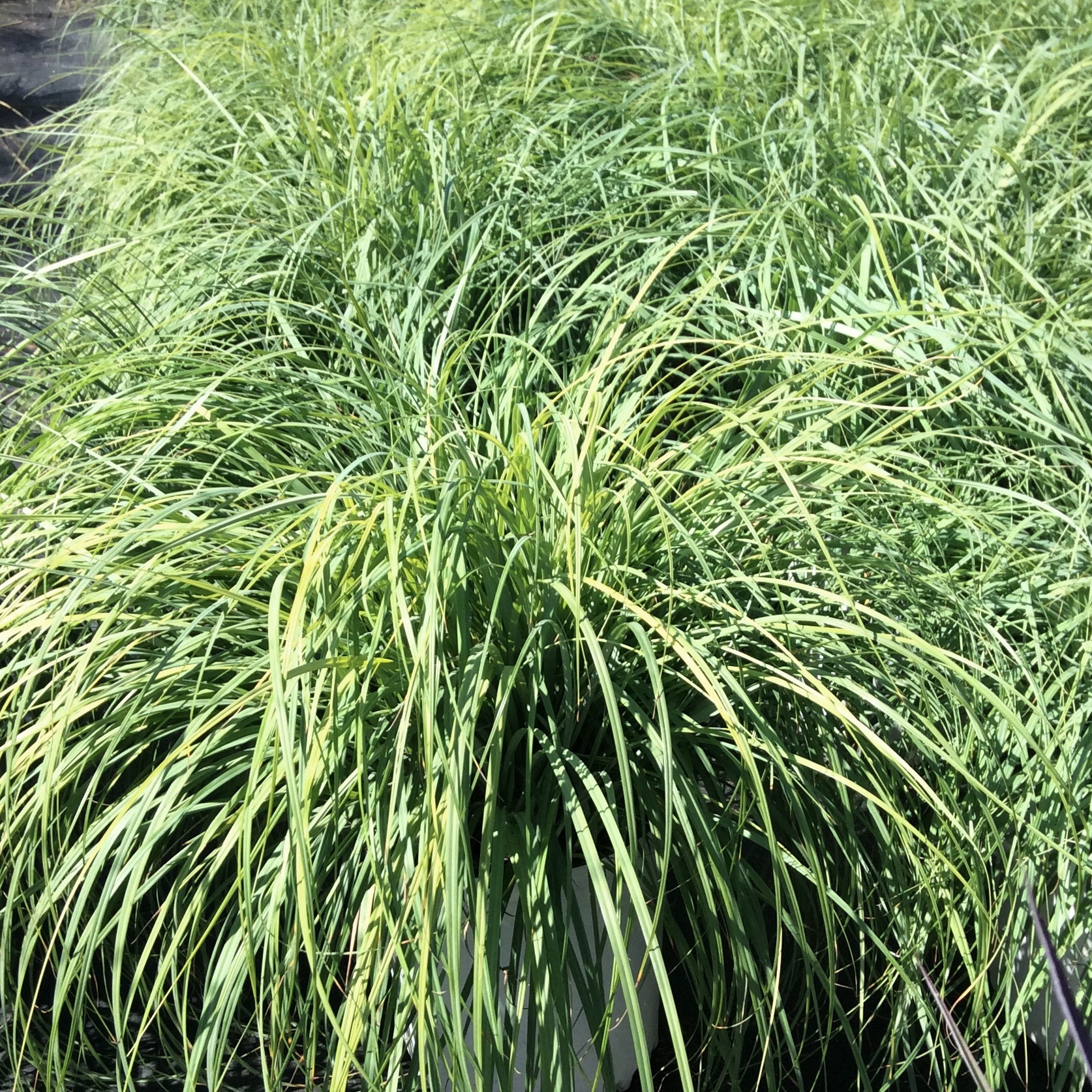 Carex glauca ' Blue Zinger' - Multiplants