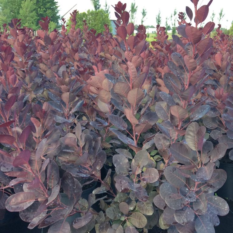 Cotinus coggygria 'Royal Purple' - Multiplants