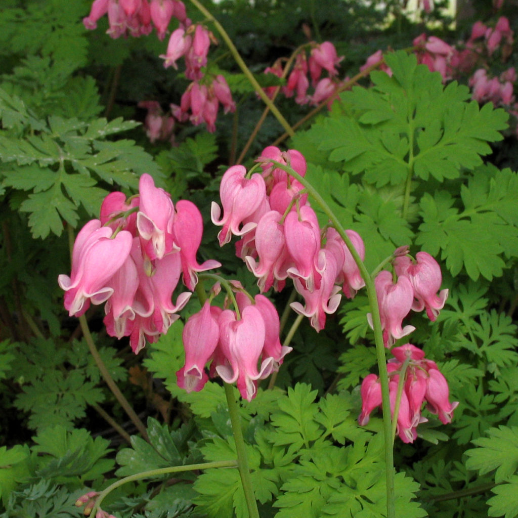 Dicentra Formosa Luxuriant Multiplants dicentra-formosa-luxuriant-multiplants