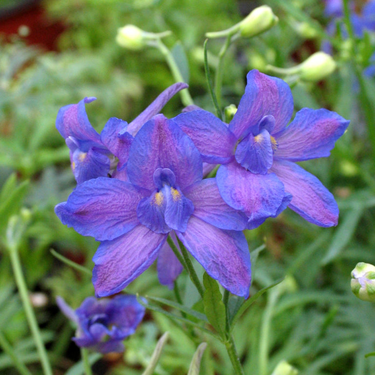 Delphinium grandiflorum 'Blue Butterfly' - Multiplants