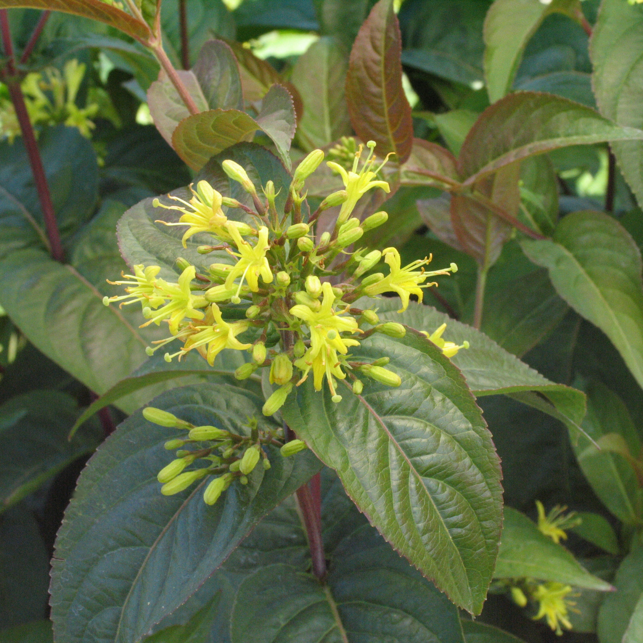 Diervilla lonicera – Multiplants