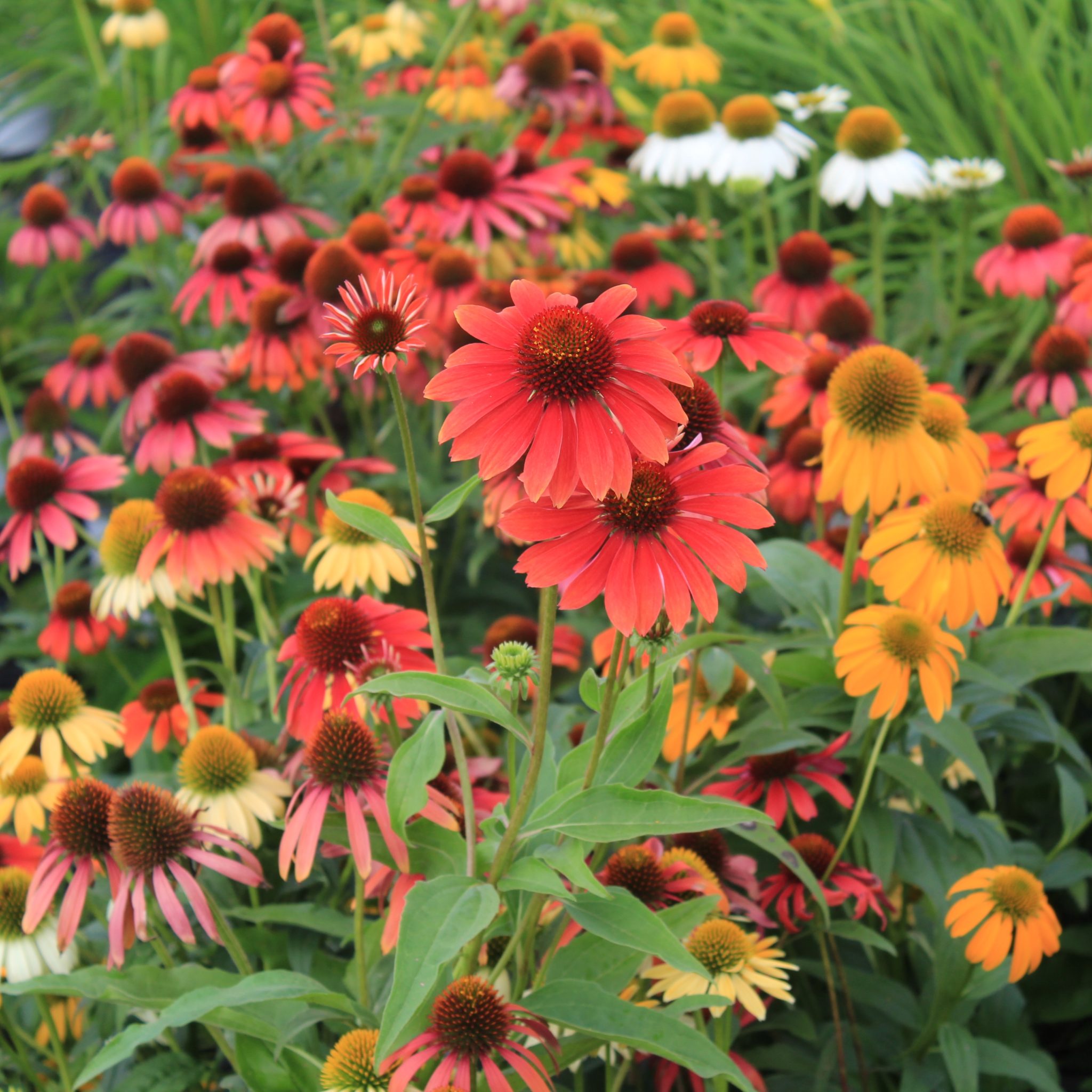 Echinacea 'Cheyenne Spirit' - Multiplants