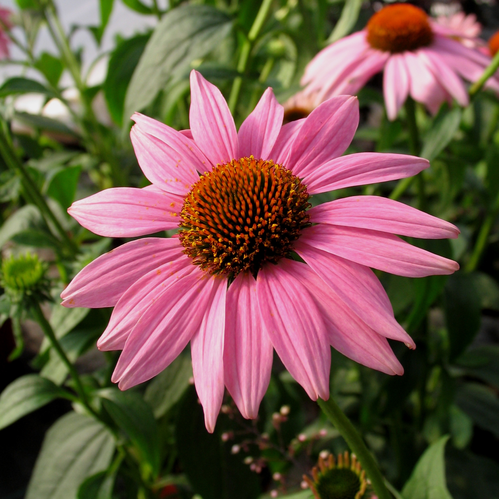 Echinacea purpurea ‘Magnus’ – Multiplants